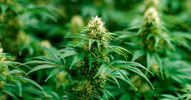 Schedule III Is Not Legalization: Why Adult-Use Cannabis Cannot Fit ...