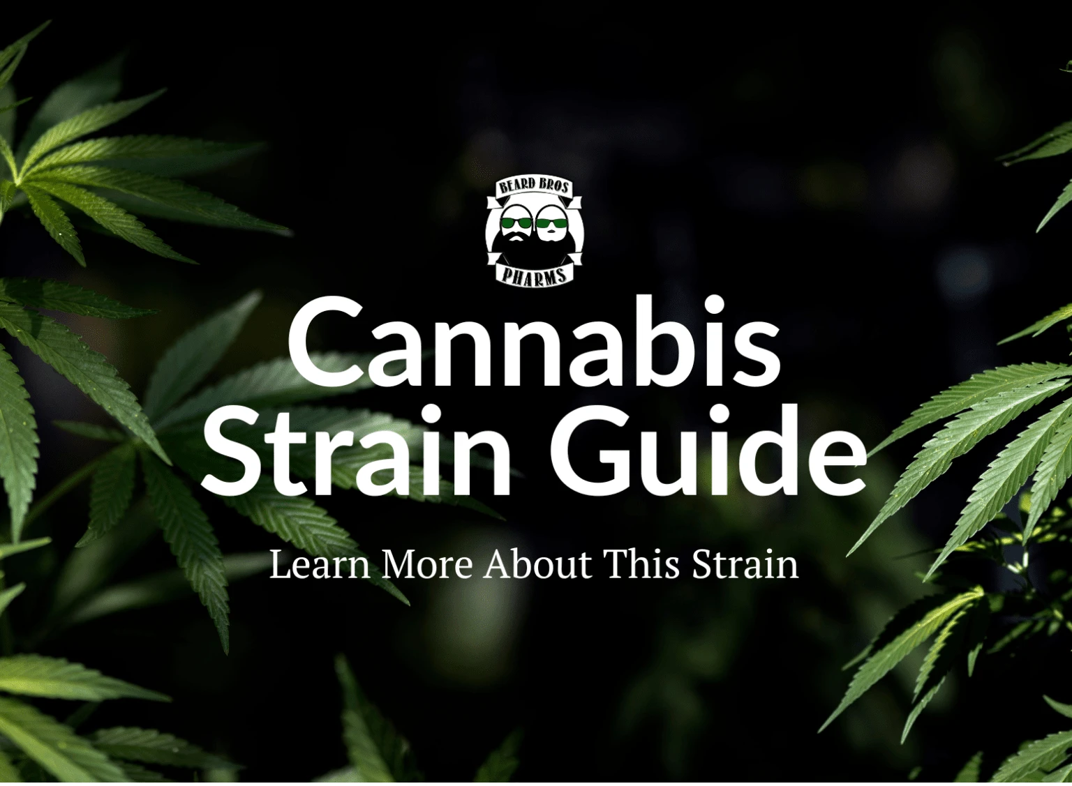 Slapz Strain - BEARD BROS PHARMS