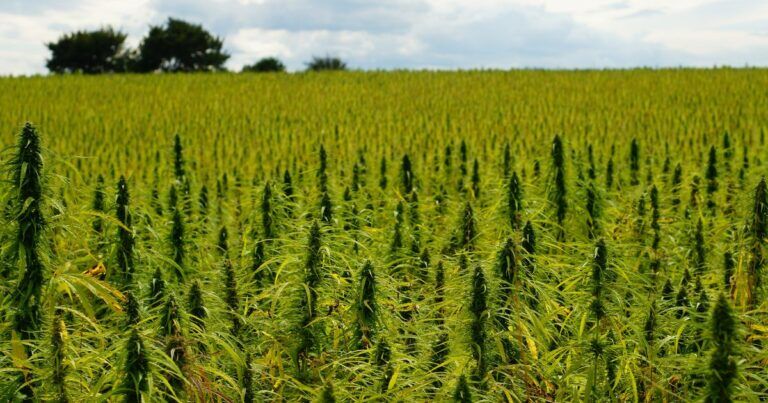 Bubba OG Cannabis Strain - BEARD BROS PHARMS