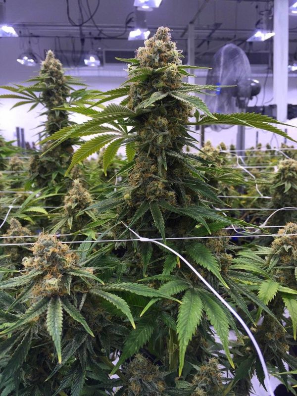 STRAIN REVIEW: Silver Hawk Flower from Yerba Buena