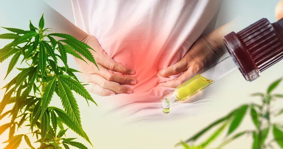 73% of Chronic Pain Patients See Cannabis Therapy As the Way To Relief
