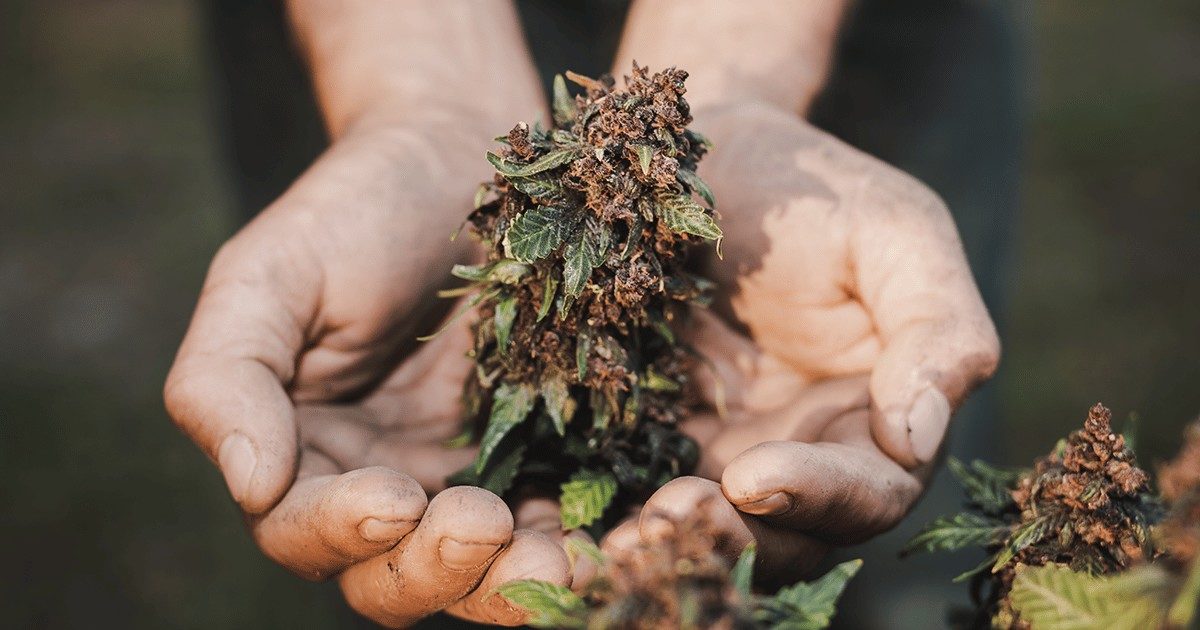 Bipartisan Support for Marijuana Legalization in Texas
