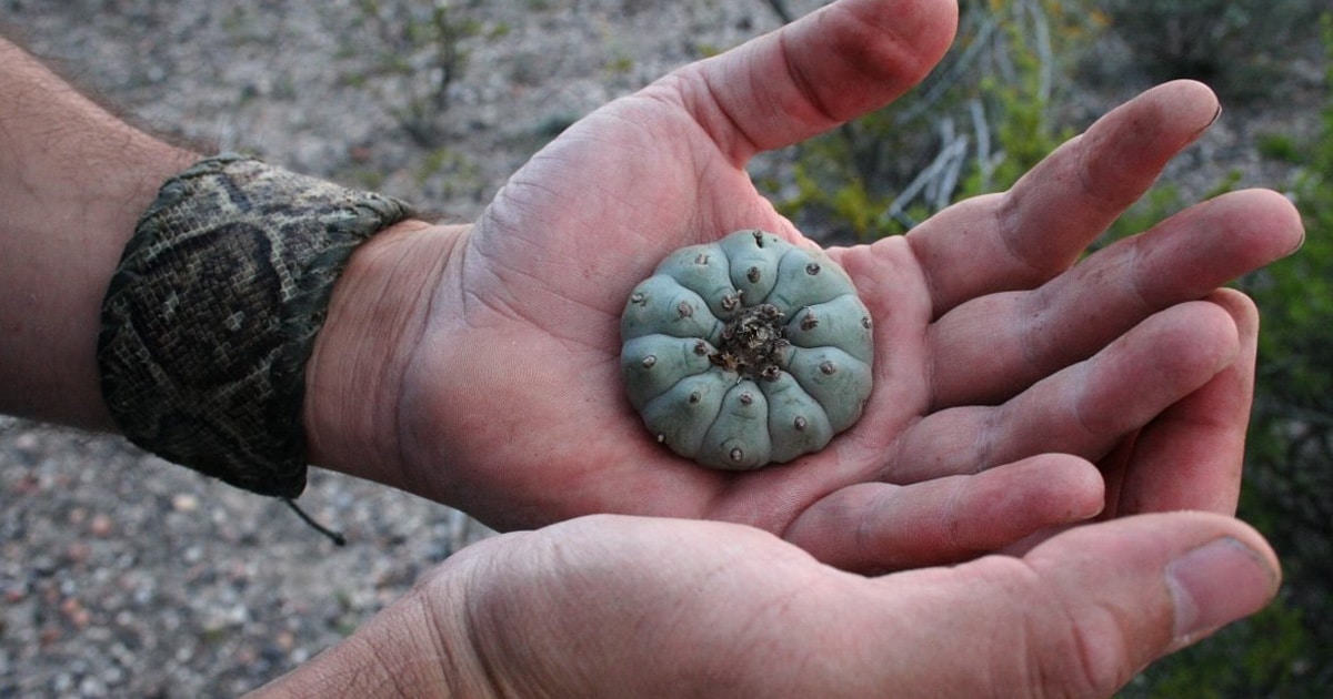 Native Americans Look to Congress to Help Protect Peyote