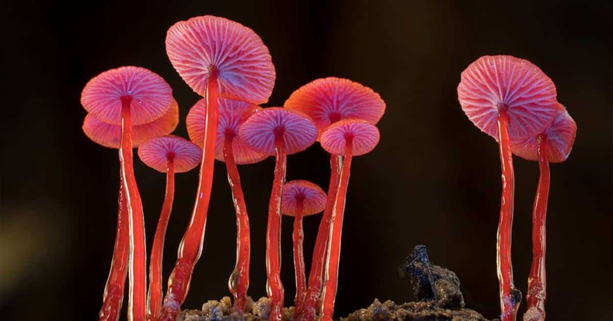 Australia Legalizes Psilocybin and MDMA to Help Treat PTSD And ...