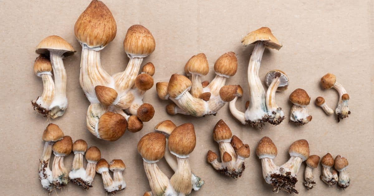 Guide To Improving Your Health With Psychedelic Therapy - BEARD BROS PHARMS