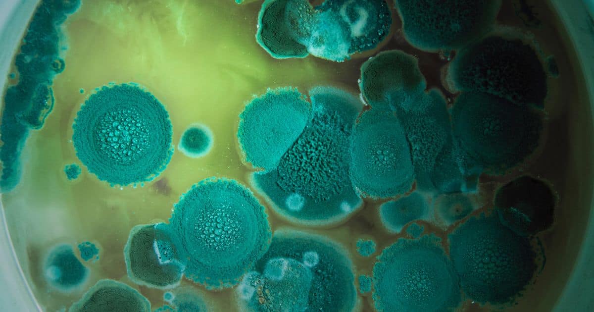 Oregon Stops Aspergillus Testing After Appeal From Marijuana Industry ...