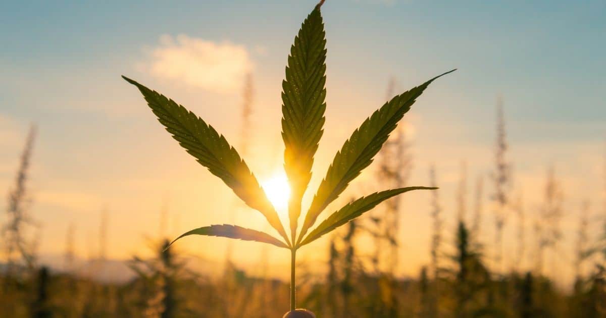History Of Cannabis Traced Back Thousands Of Years In New Report ...