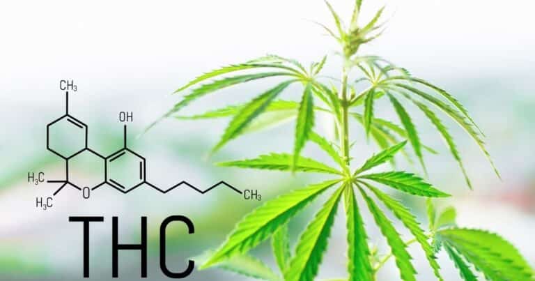 What is THC? - BEARD BROS PHARMS