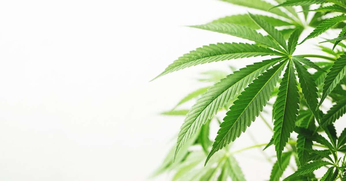 Medical Marijuana Cards Now Are a Penny in Ohio and Free in New Jersey ...
