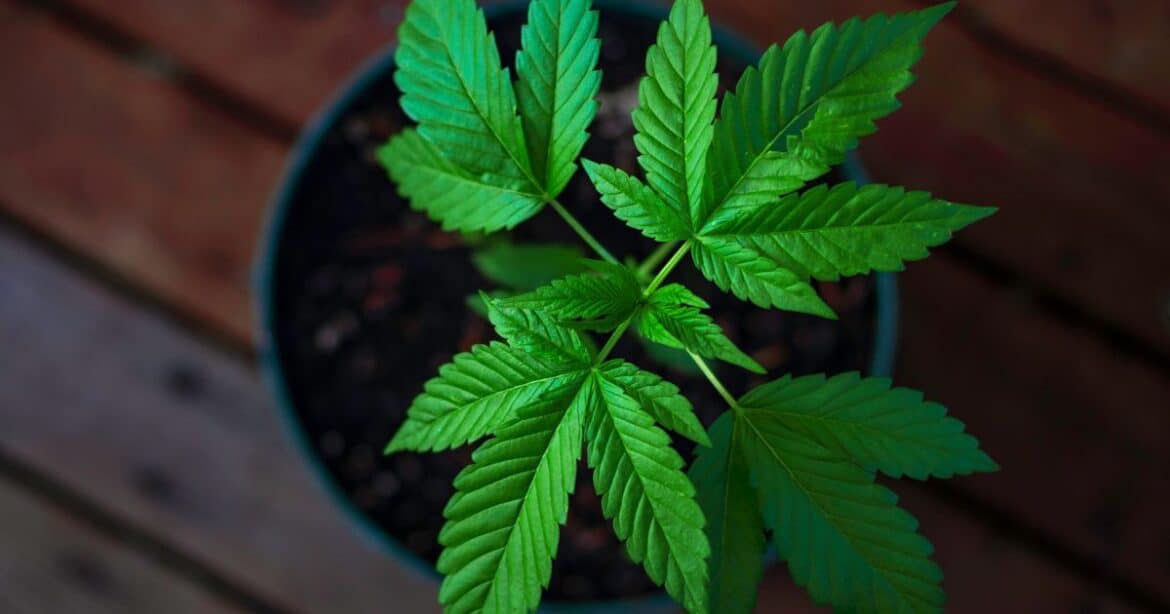 Head Of The FDA Says There’s No Reason To Delay Rescheduling Marijuana ...
