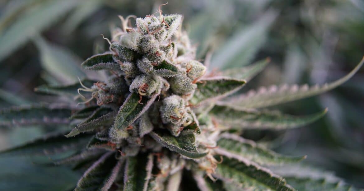 Cannabis Regulation Streamlined by Removing Unnecessary Provisions in ...
