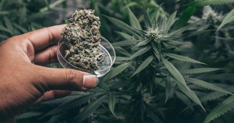 Tribal Sovereignty Fuels Growth in Native American Cannabis Businesses ...