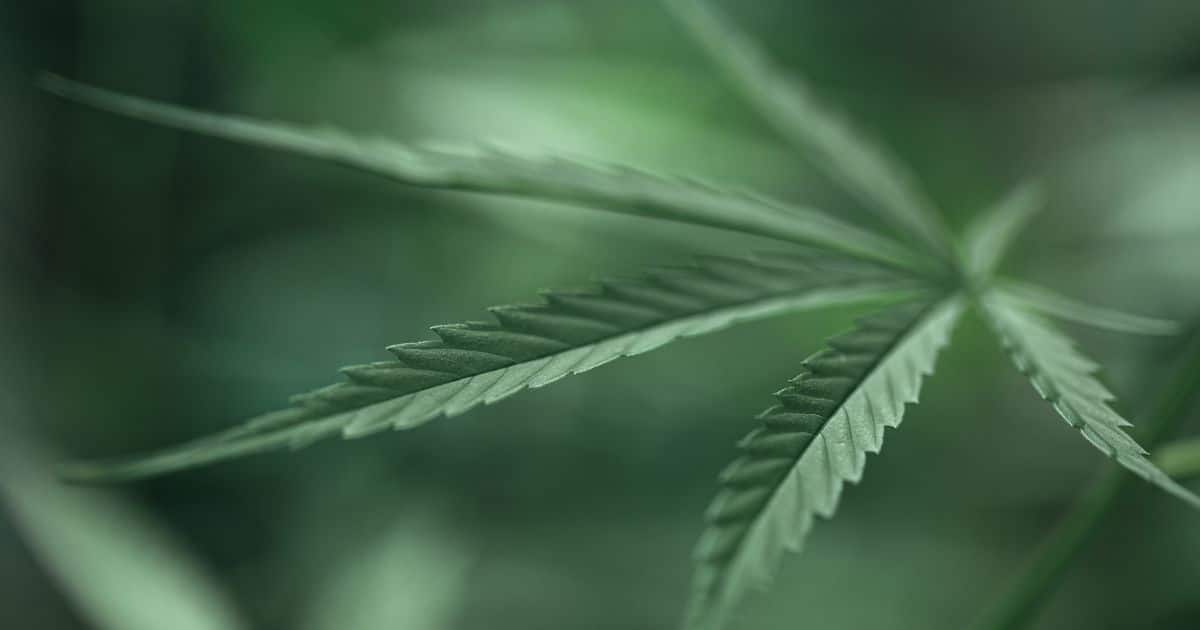 Americans Show Overwhelming Support for Cannabis Rescheduling And Even ...
