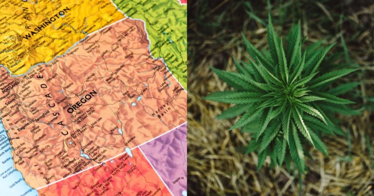 Oregon Marijuana Prices Hit Record Low – Can Interstate Commerce Solve ...