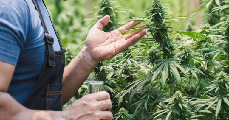 Indigenous Communities Leading the Way in Cannabis Programs - BEARD ...