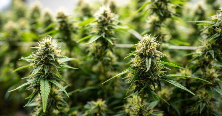 The Global Roots of Plant Medicine: Why Cannabis Has Always Been Part ...