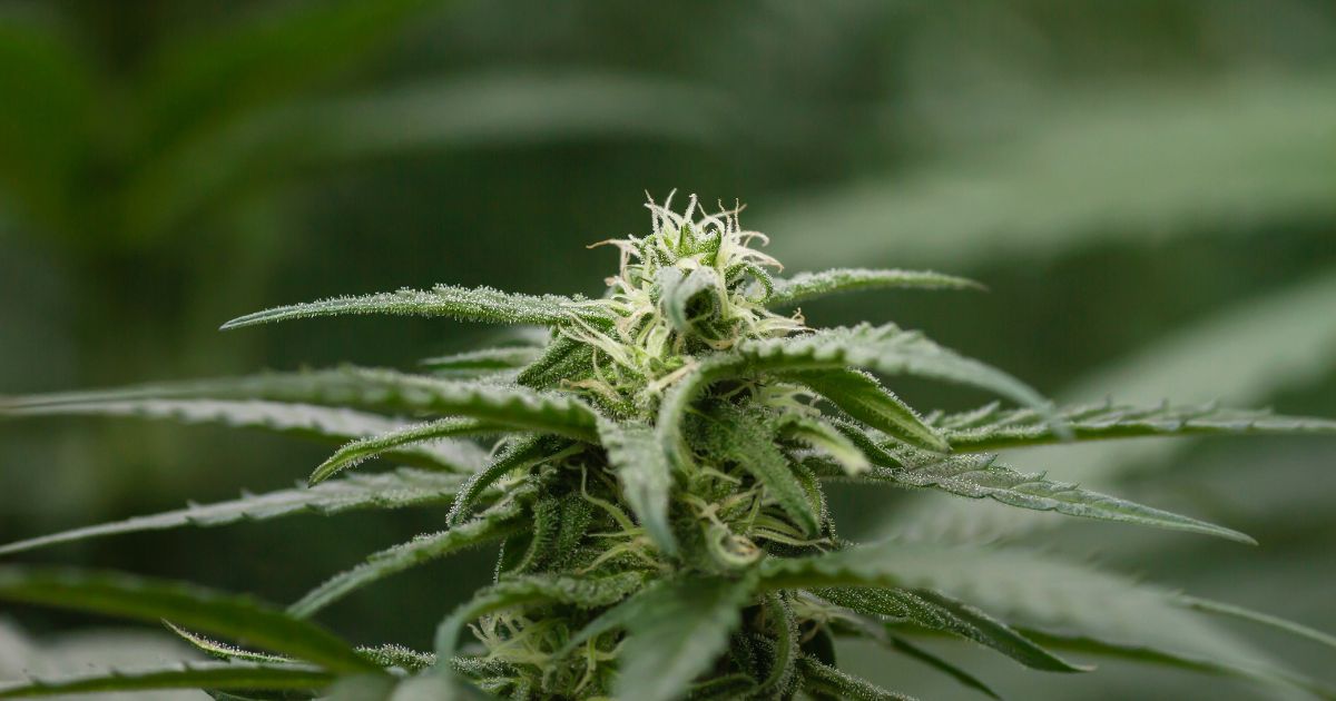 Marijuana Will Become Rescheduled, But Descheduling Was Right There ...